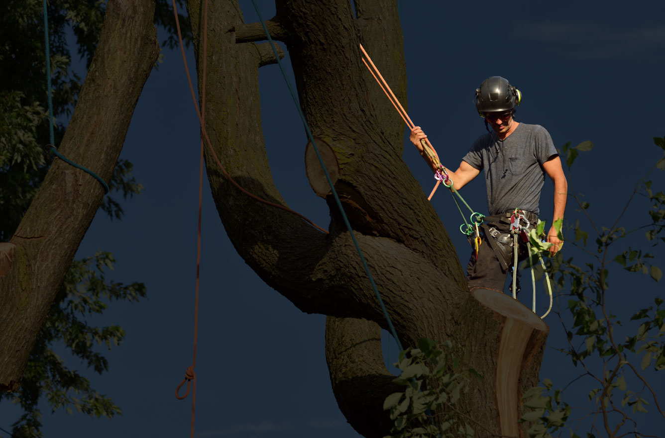 About All In Tree Services and Pro