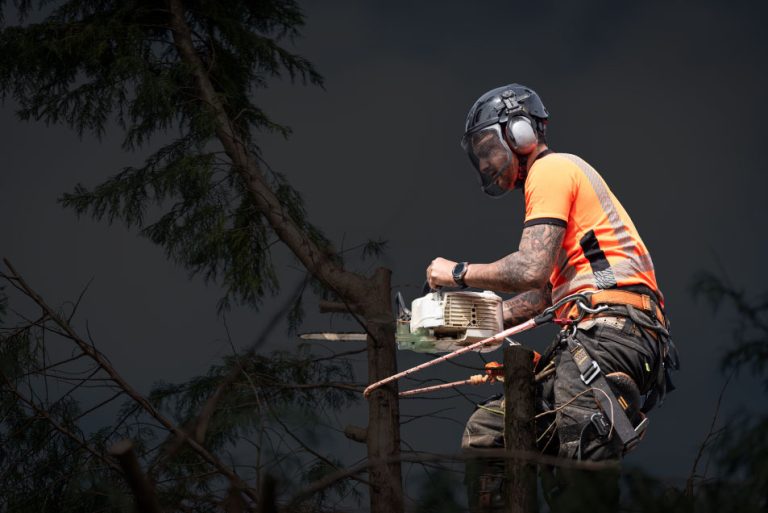 5-Star Rated Tree Trimming Services | All In Tree